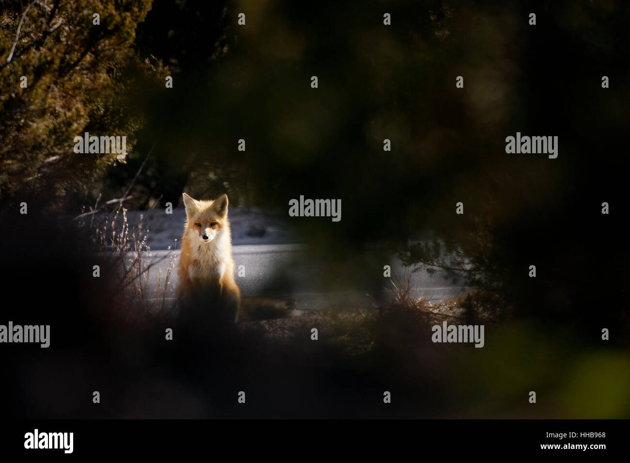 Looking through bushes red hi-res stock photography and images - Alamy