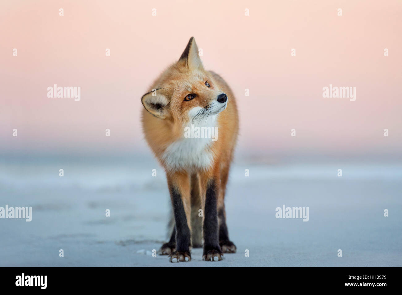A Red Fox turns its head to the side as it stands on the beach in the ...