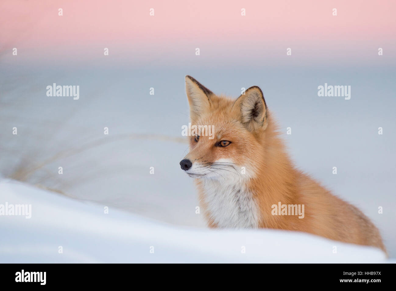 A Red Fox sits in the deep snow on a sand dune in the soft dusk light ...