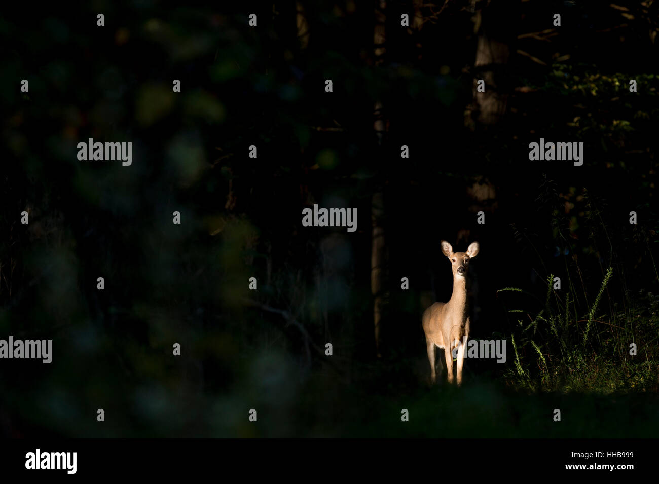 An alert female whitetail deer stands in a spotlight of morning sun ...