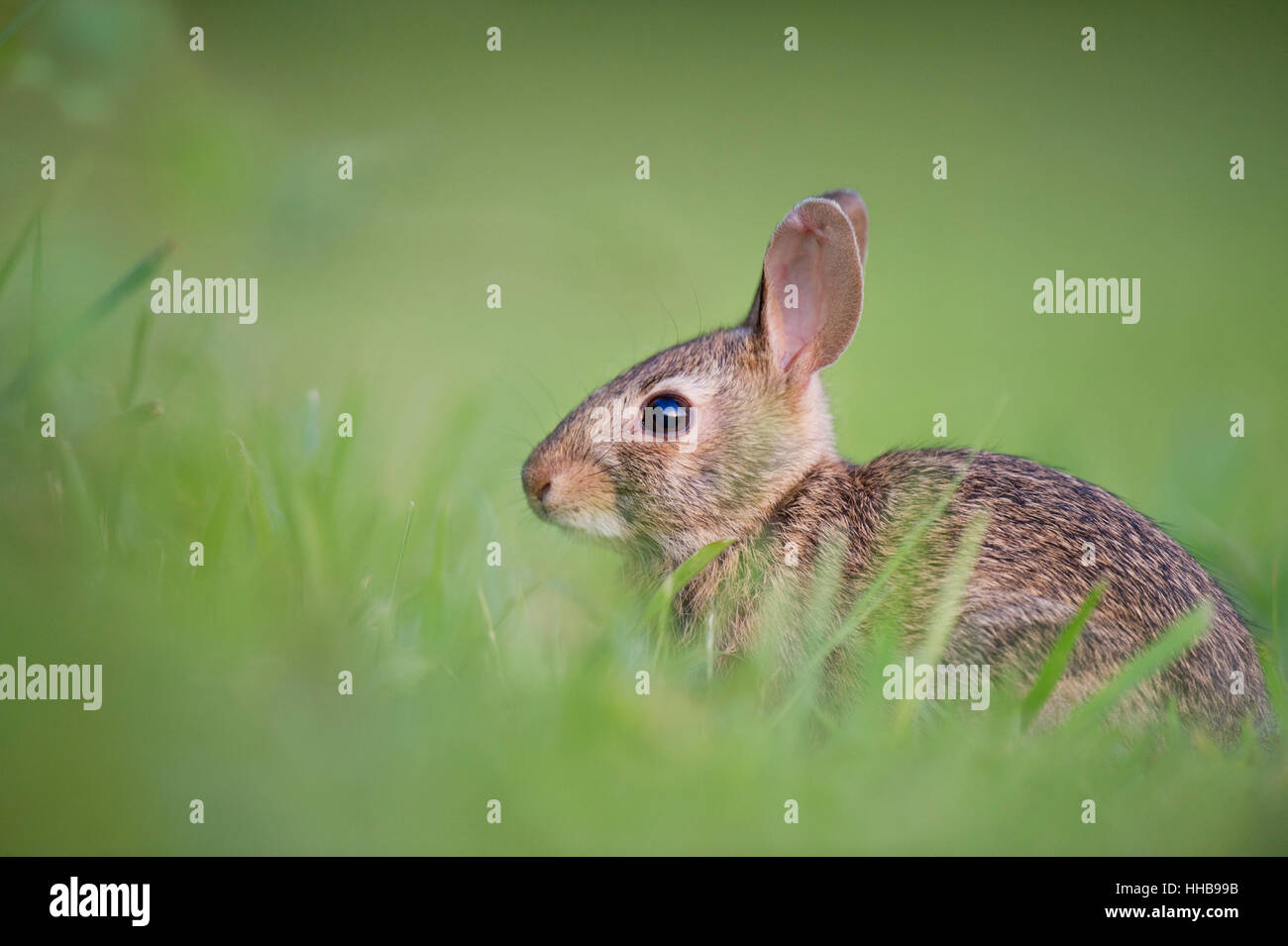 Small rabbit hi-res stock photography and images - Alamy