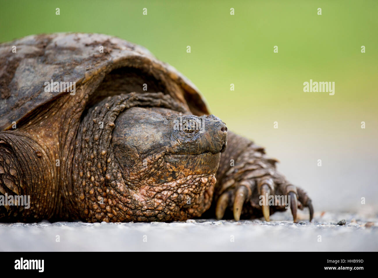 A close up portrait of a Common Snapping Turtle Stock Photo - Alamy