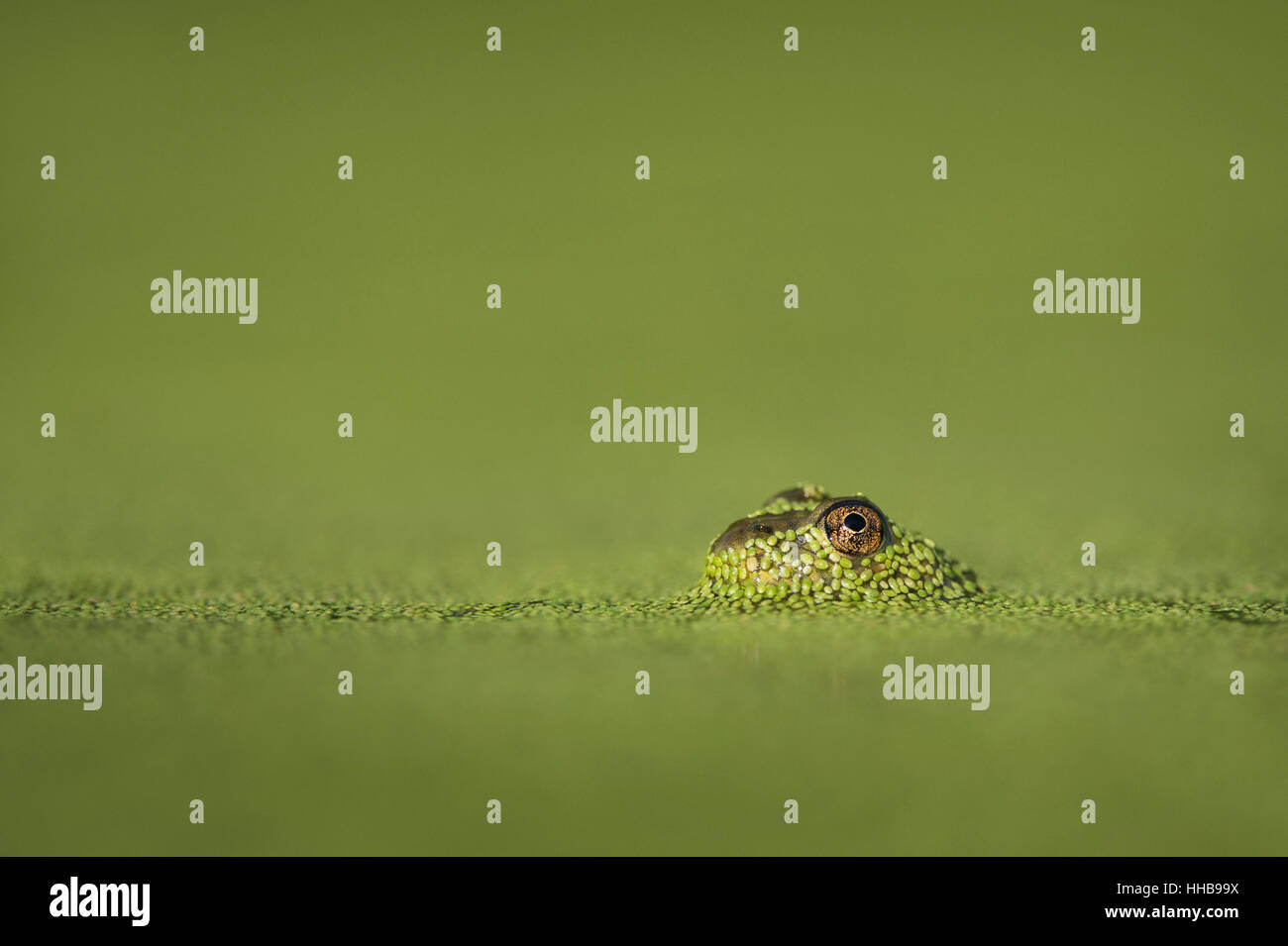 A small frog surfaced through the bright green duckweed to reveal its ...