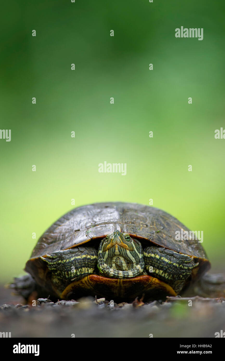 A medium sized turtle sits on a road with a bright green background ...