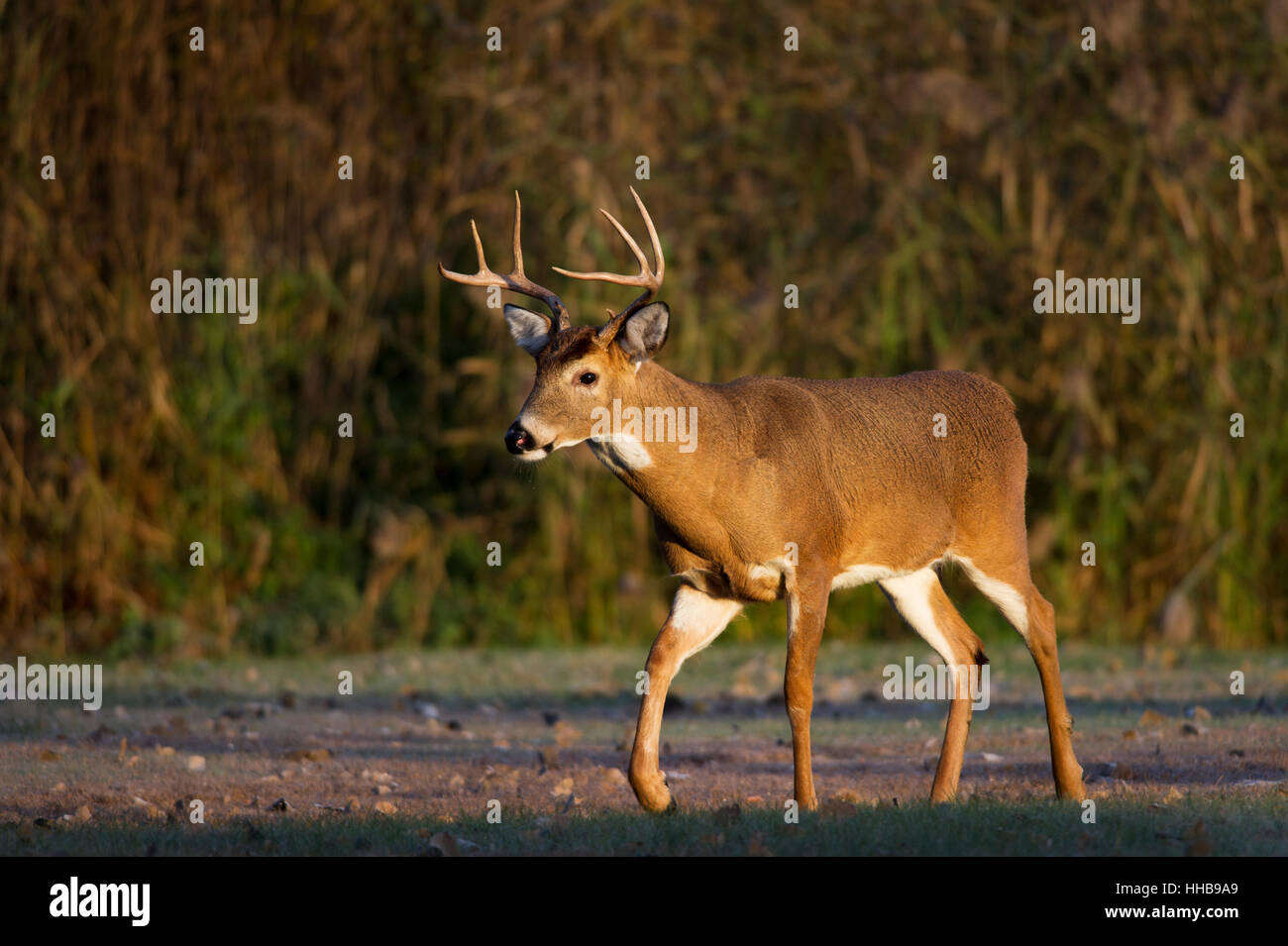 Whitetail buck hi-res stock photography and images - Alamy