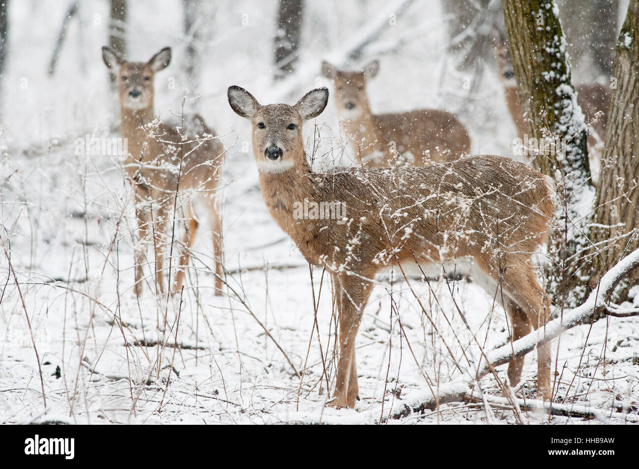 A group of Whitetail Deer stand in an early spring snow in the forest ...