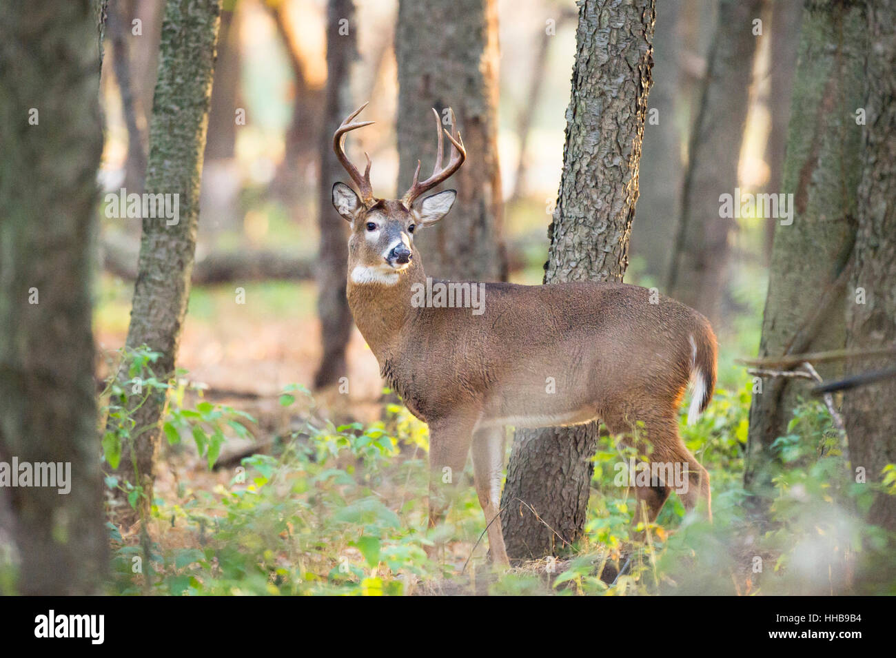 A Whitetail Deer stands tall in the forest early in the morning Stock ...