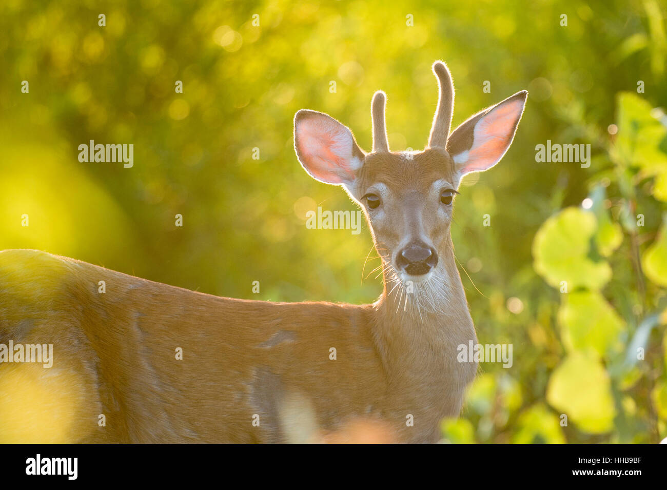 Backlit whitetail hi-res stock photography and images - Alamy