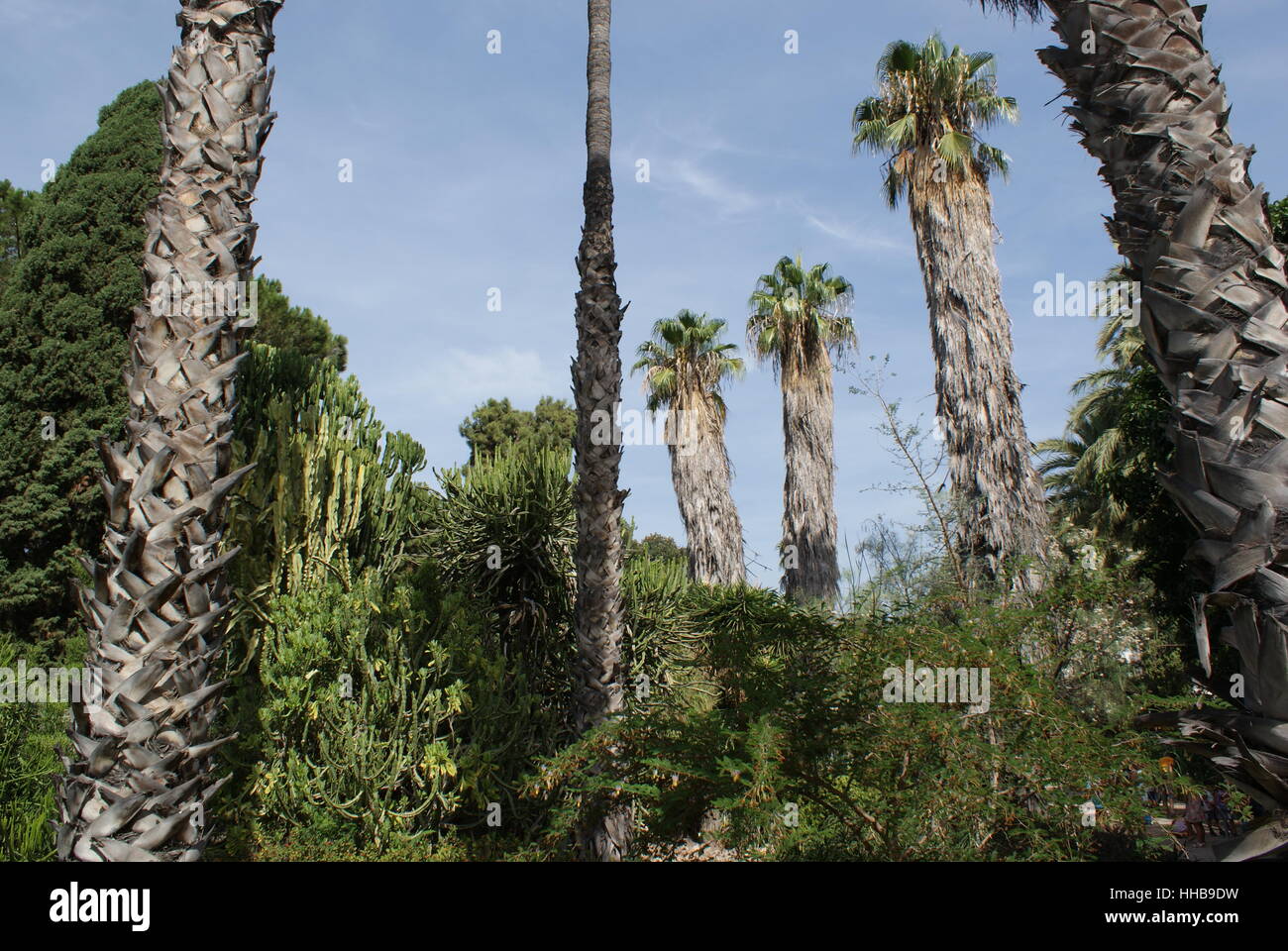 Giant palm trees in the Botanic Garden of the University of Valencia ...