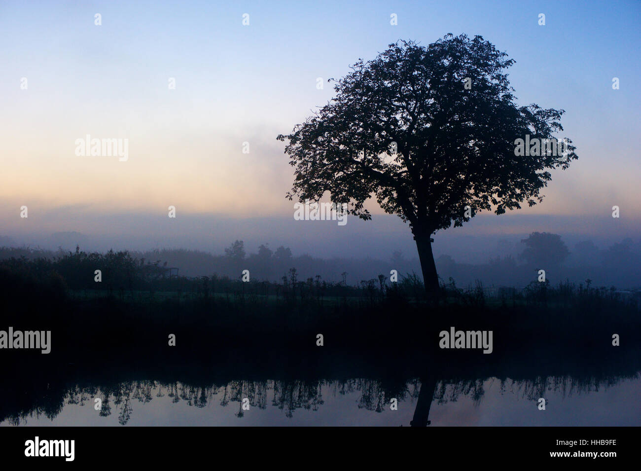 Tree in mist hi-res stock photography and images - Alamy