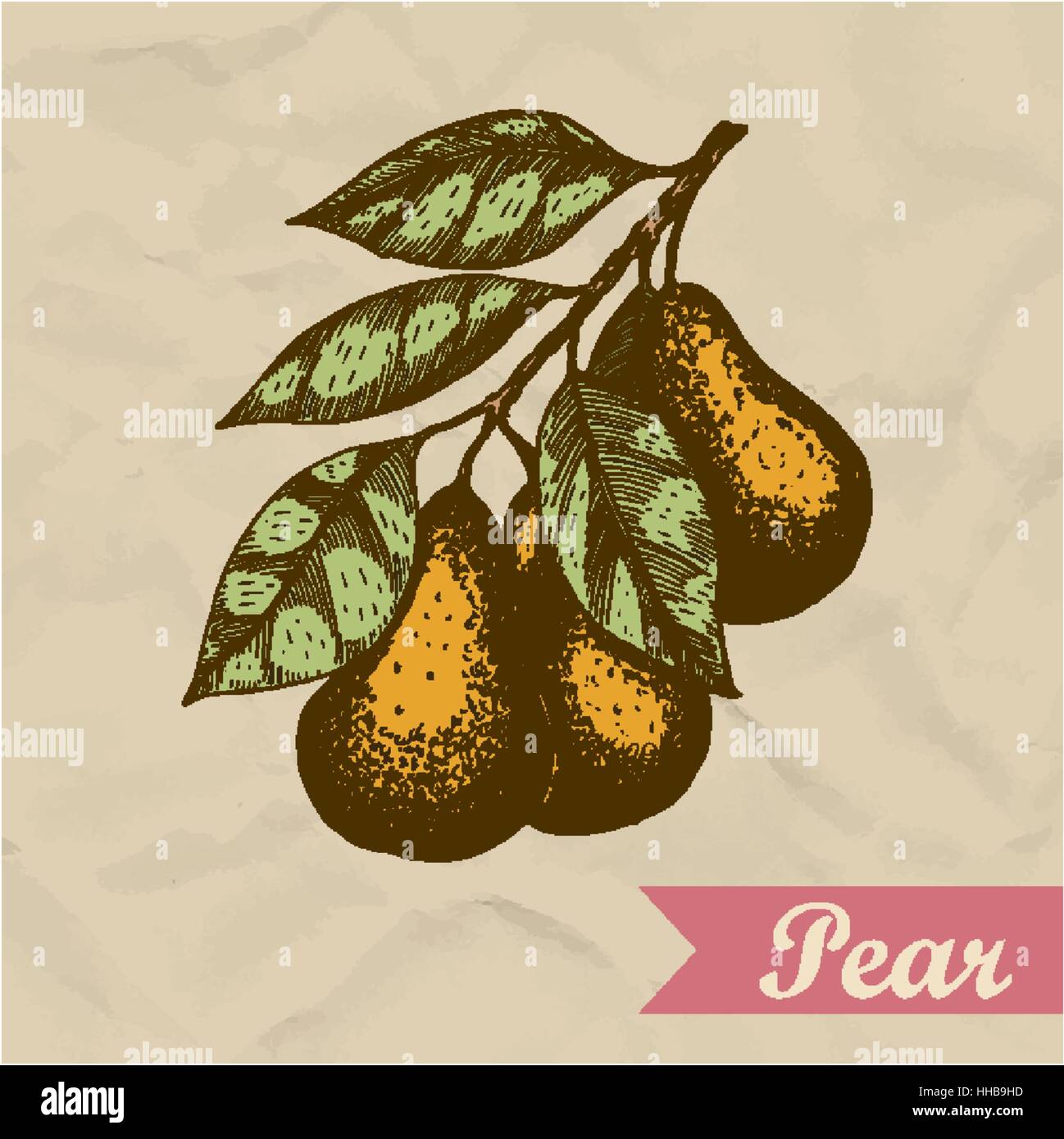 Pear branch. Hand drawn engraved vector sketch illustration. Vector ...