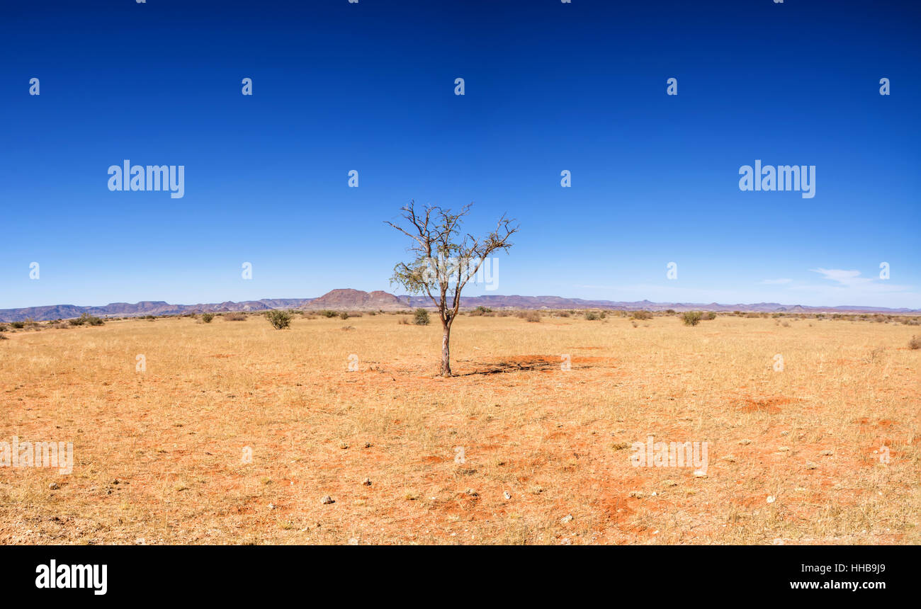 Arid scrub savannah savanna hi-res stock photography and images - Alamy
