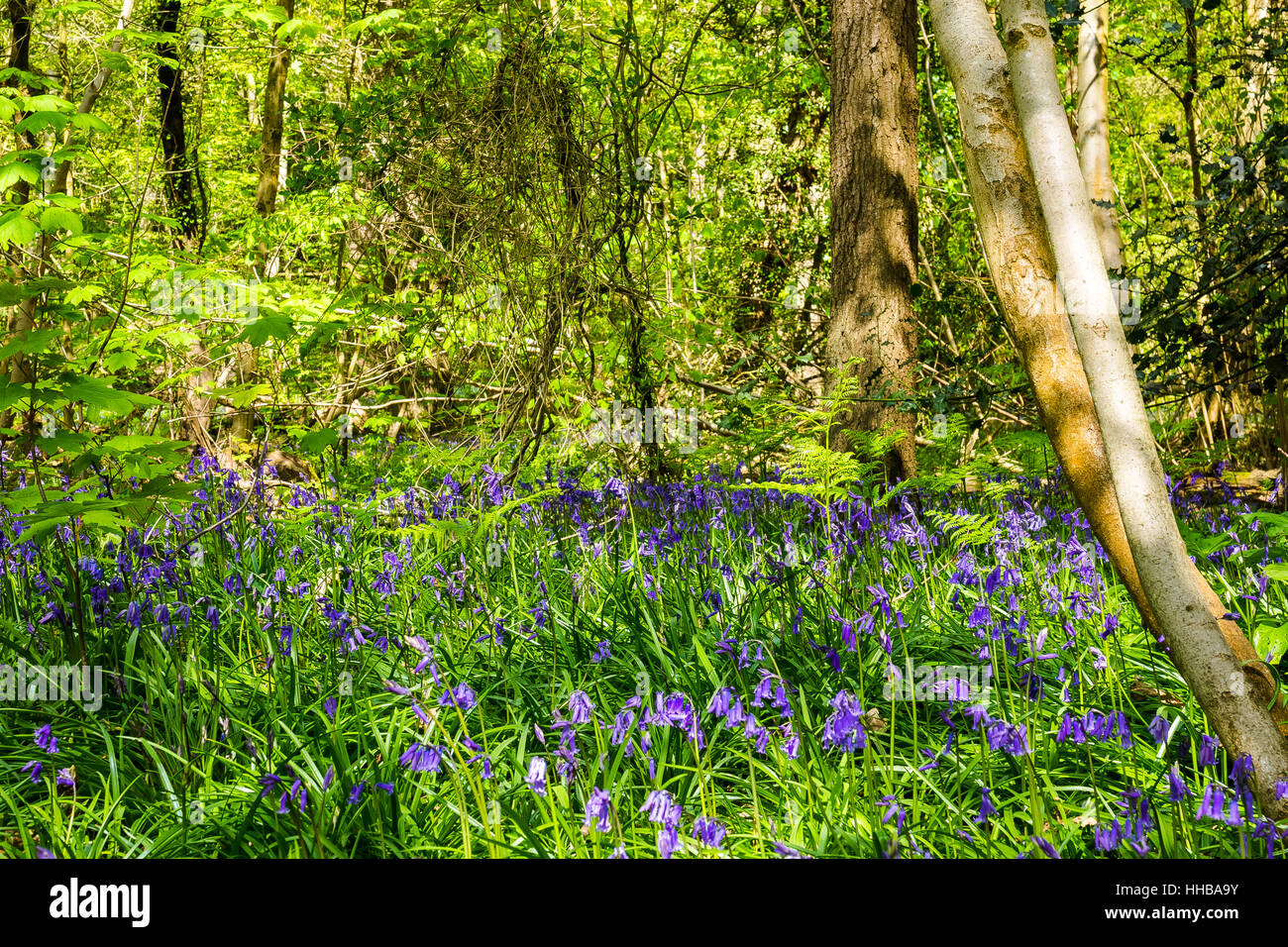 English Bluebell Woods Stock Photo - Alamy