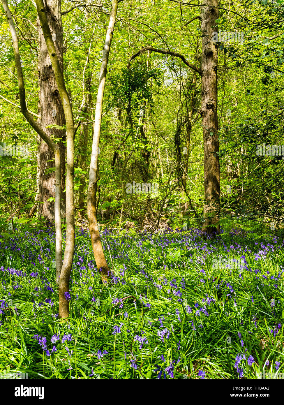 English Bluebell Woods Stock Photo - Alamy