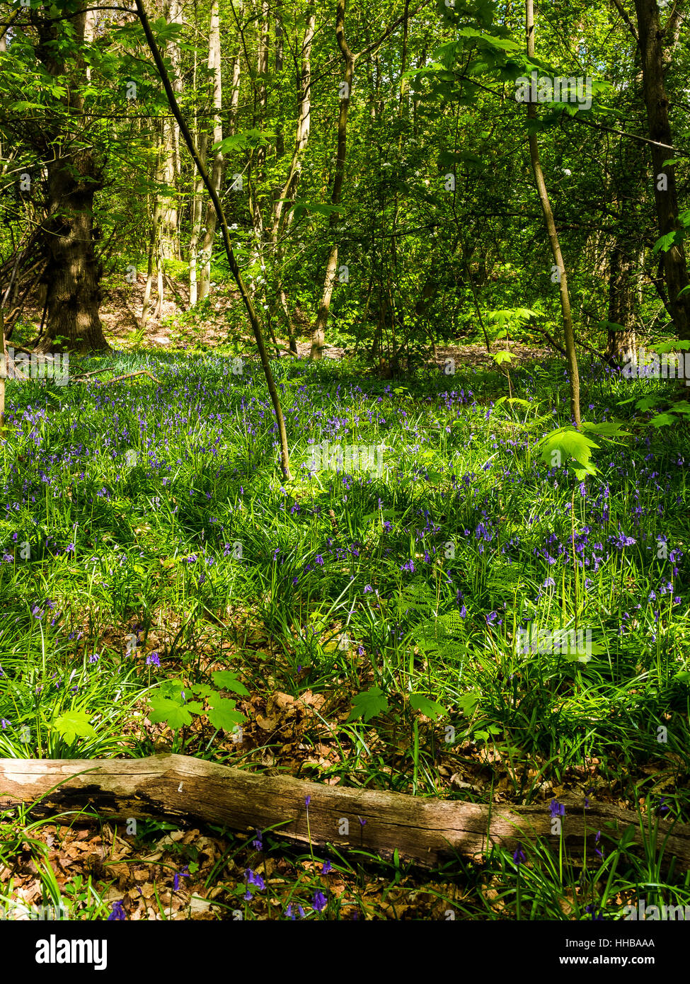 English Bluebell Woods Stock Photo - Alamy
