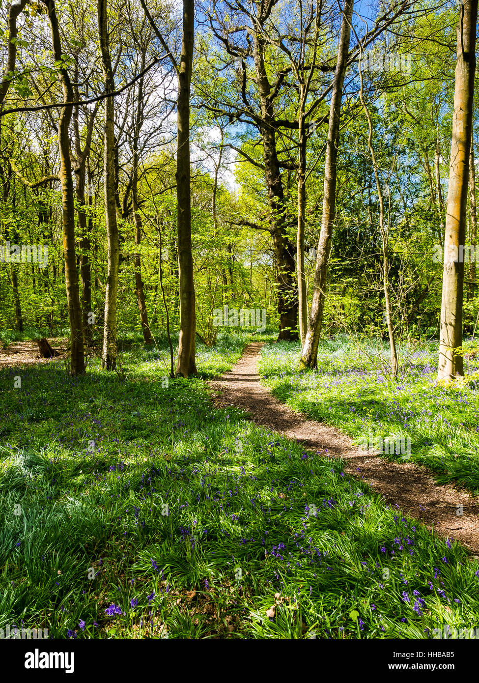 English Bluebell Woods Stock Photo - Alamy