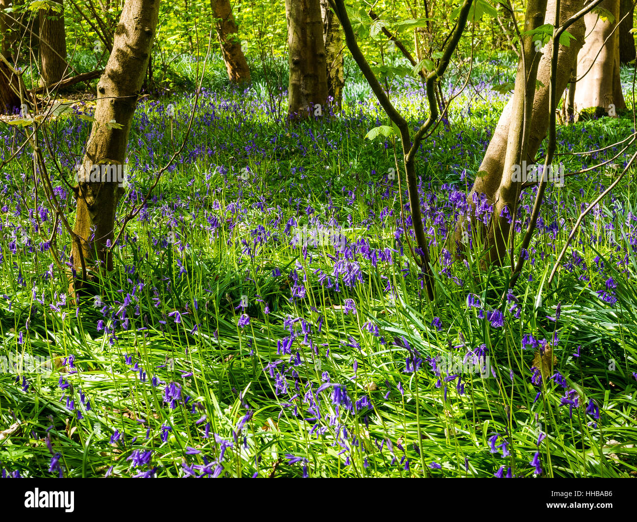 English Bluebell Woods Stock Photo - Alamy