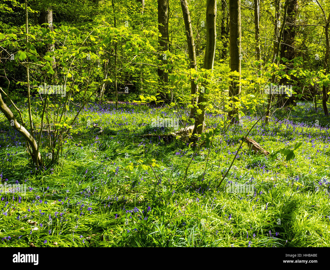 English Bluebell Woods Stock Photo - Alamy