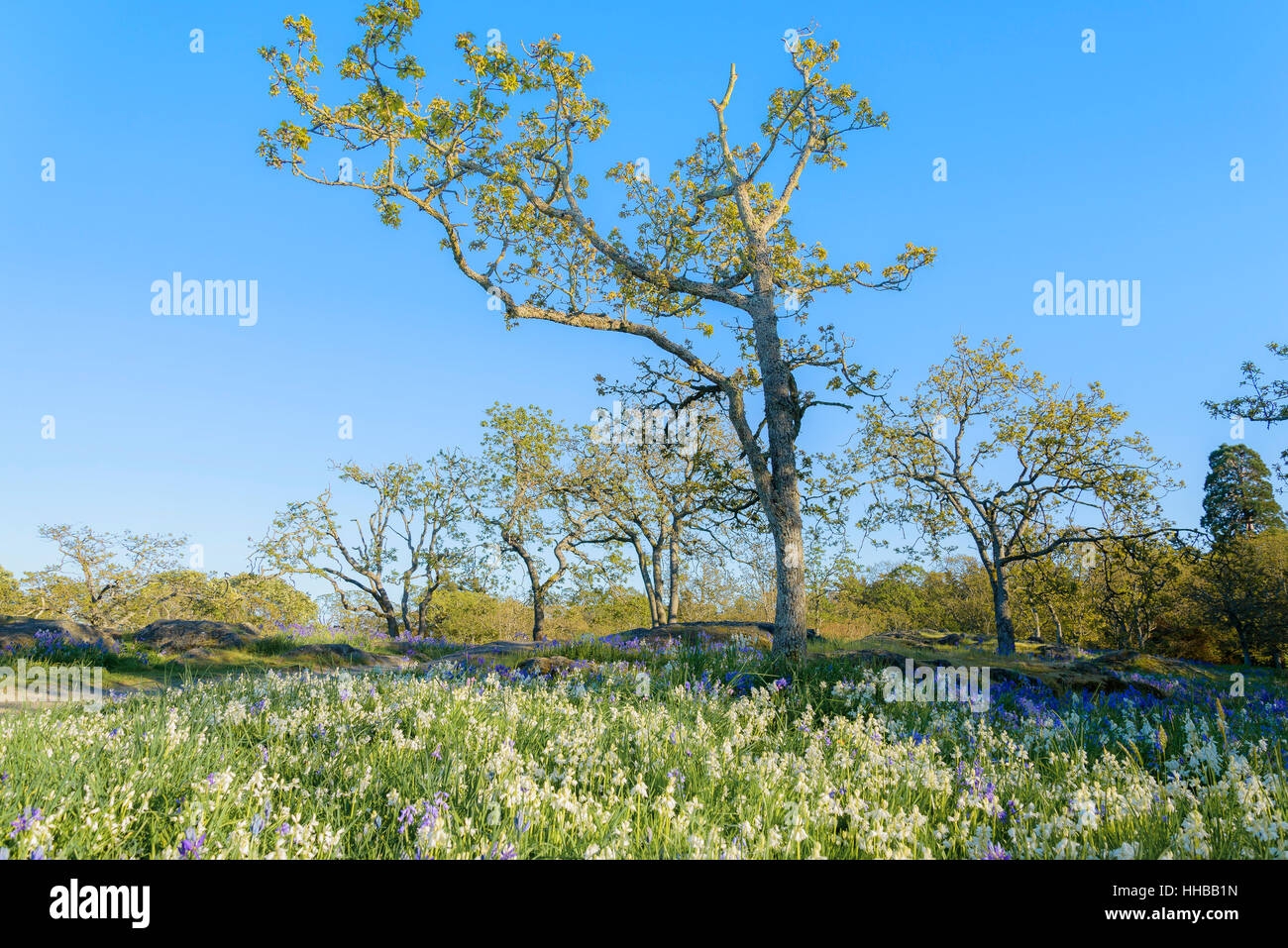 Garry Oak meadow, Beacon Hill Park, Victoria, British Columbia, Canada ...
