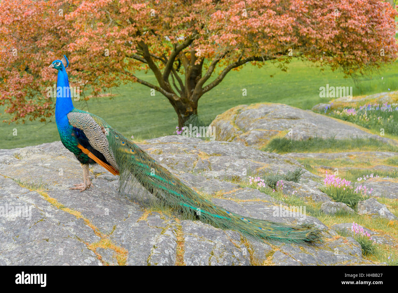 Peacock hill hi-res stock photography and images - Alamy