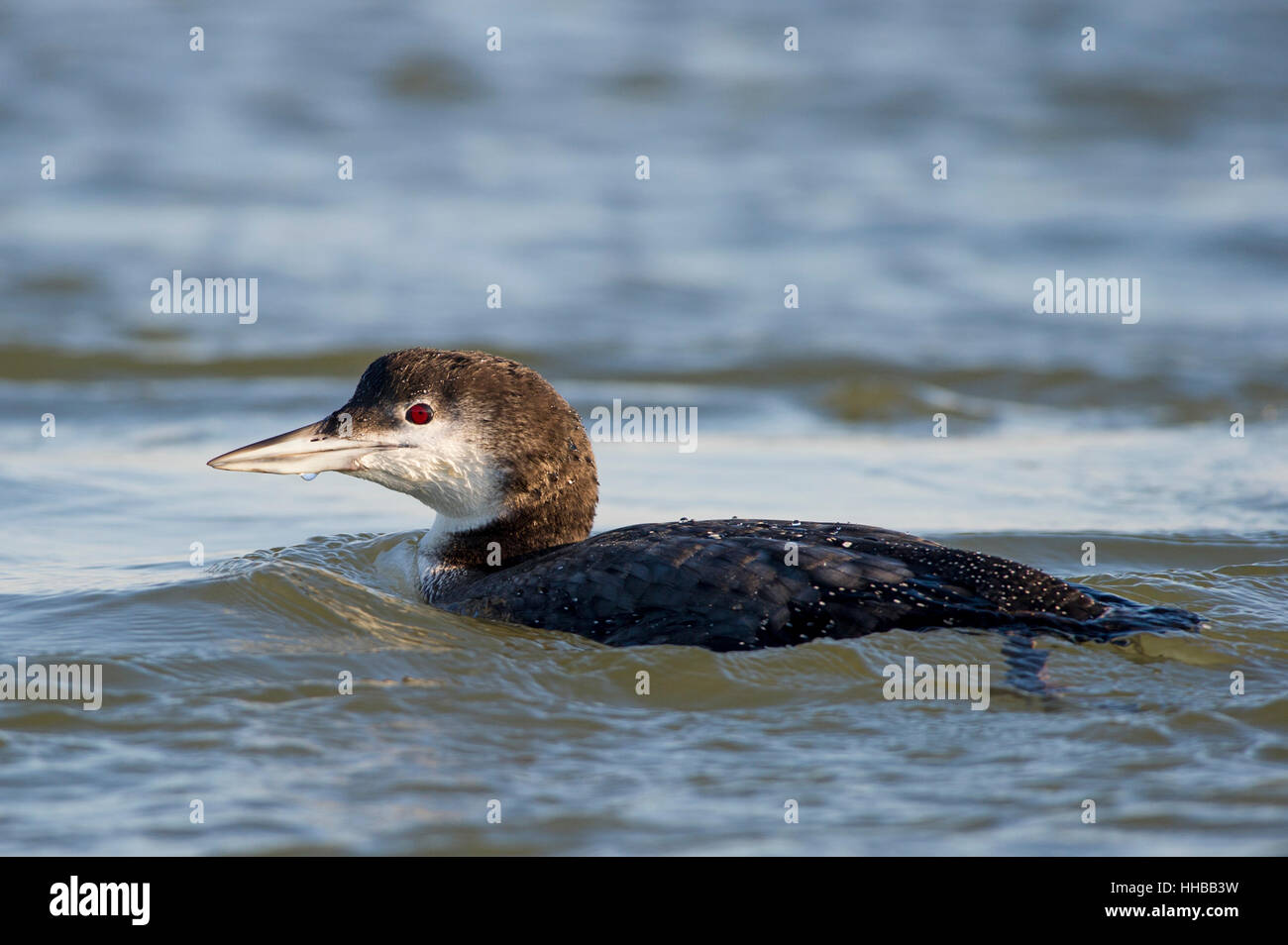 A Common Loon swims in the water on a bright sunny day Stock Photo - Alamy