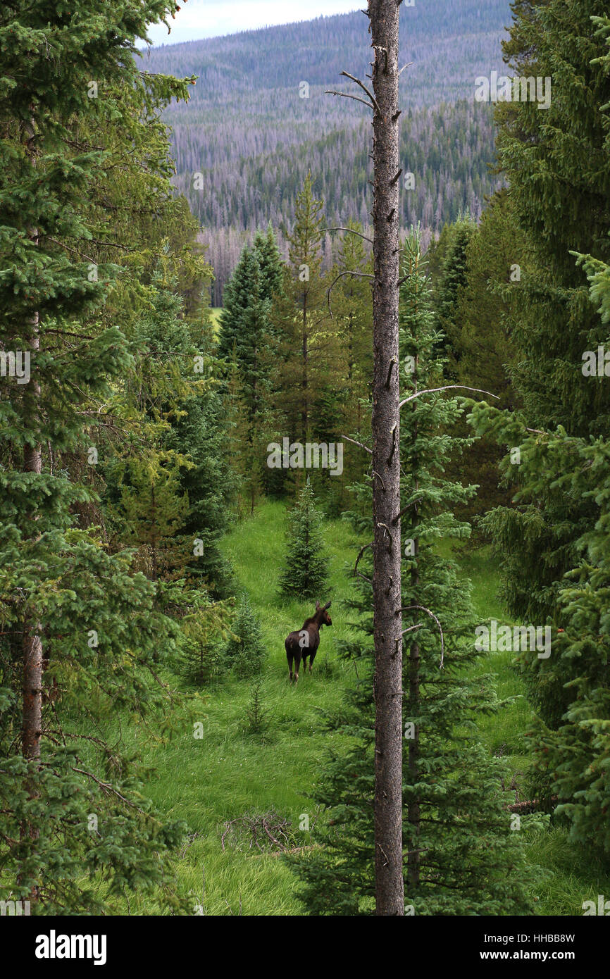 Female moose hi-res stock photography and images - Alamy