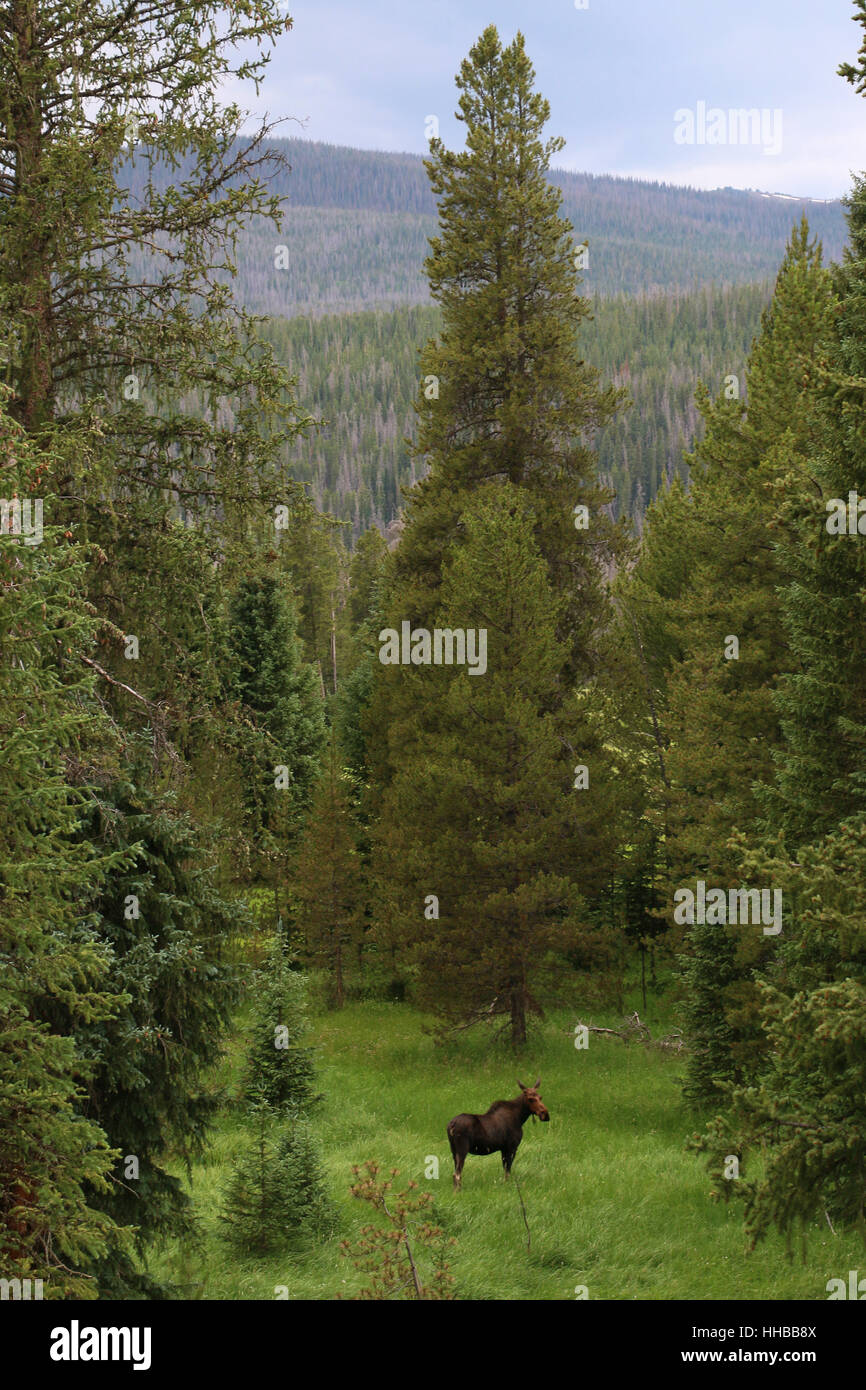 Female moose in forest Colorado Stock Photo - Alamy