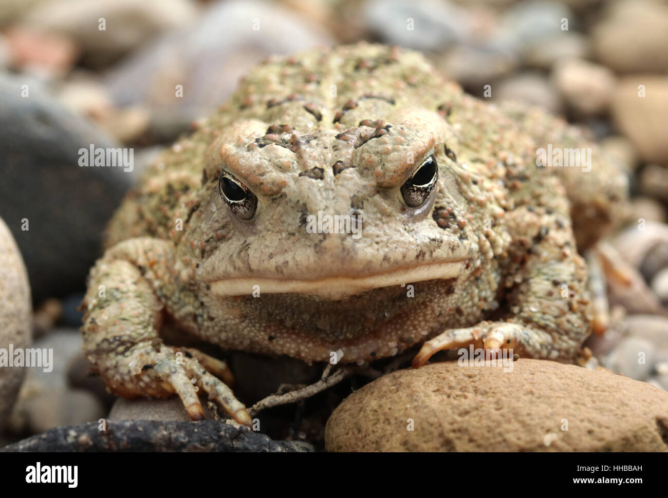 Close up american toad face hi-res stock photography and images - Alamy