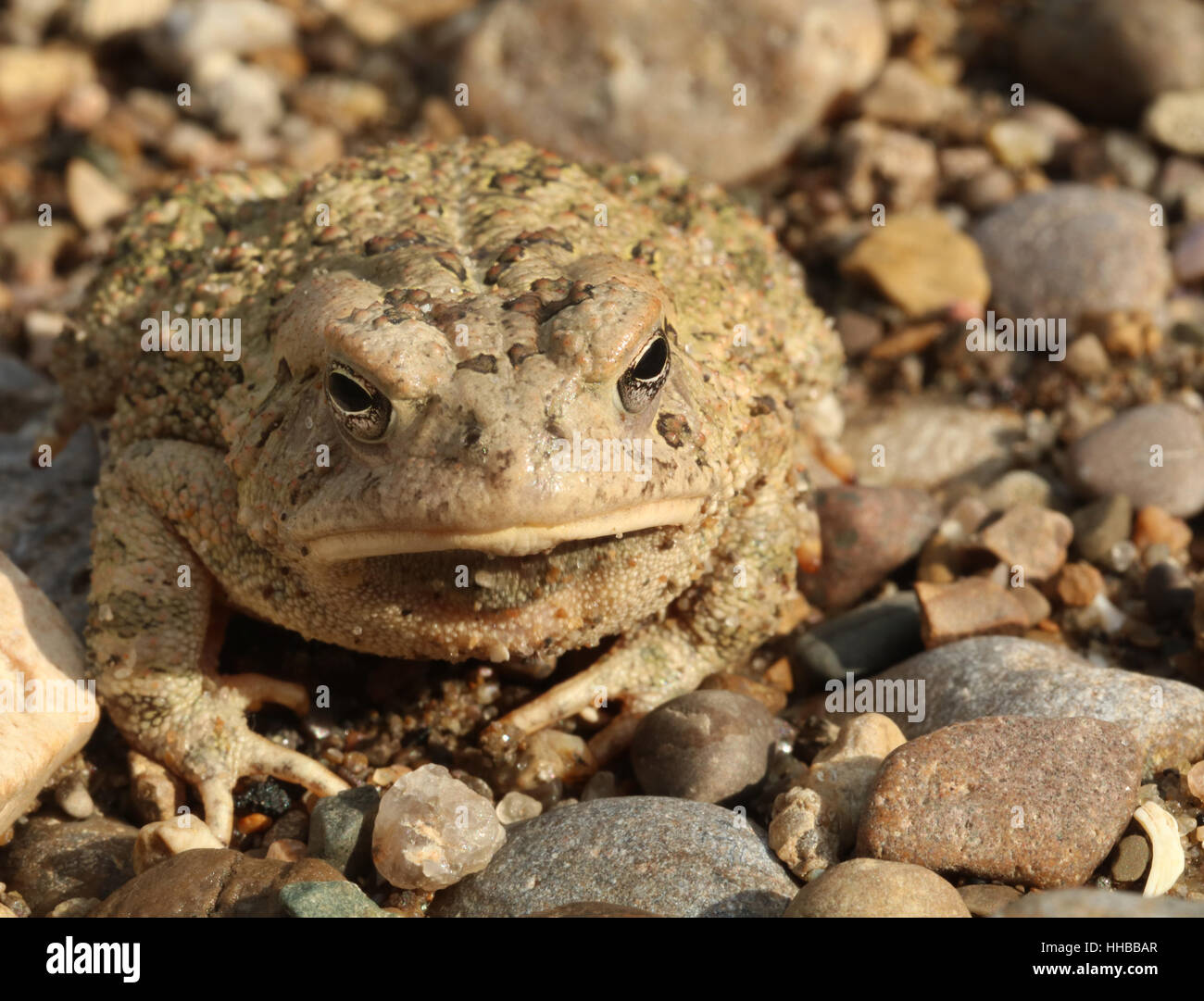 American Toad camouflage on gravel beach Little Miami River Ohio Stock ...
