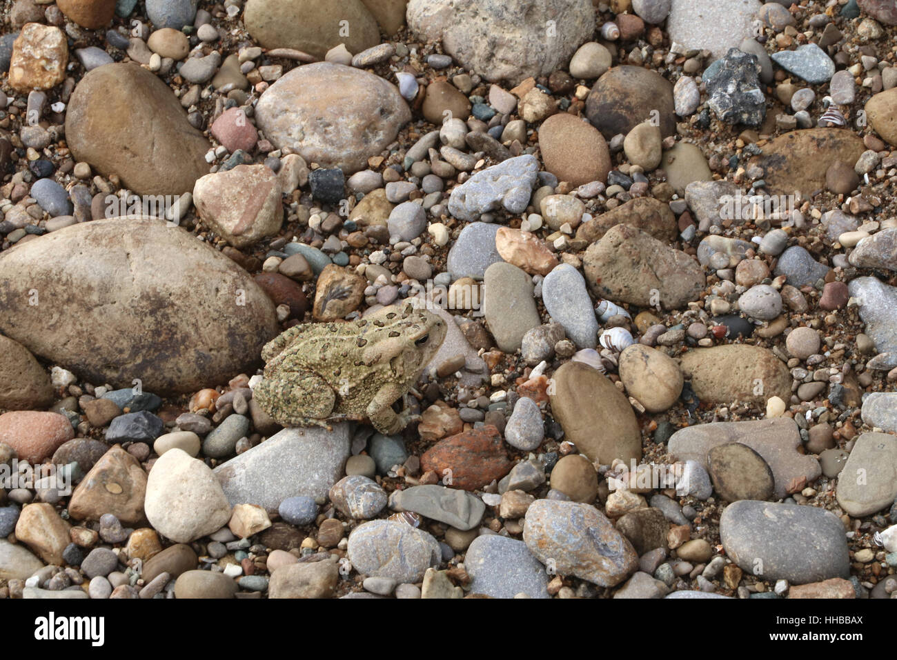 American Toad camouflage on gravel beach Little Miami River Ohio Stock ...