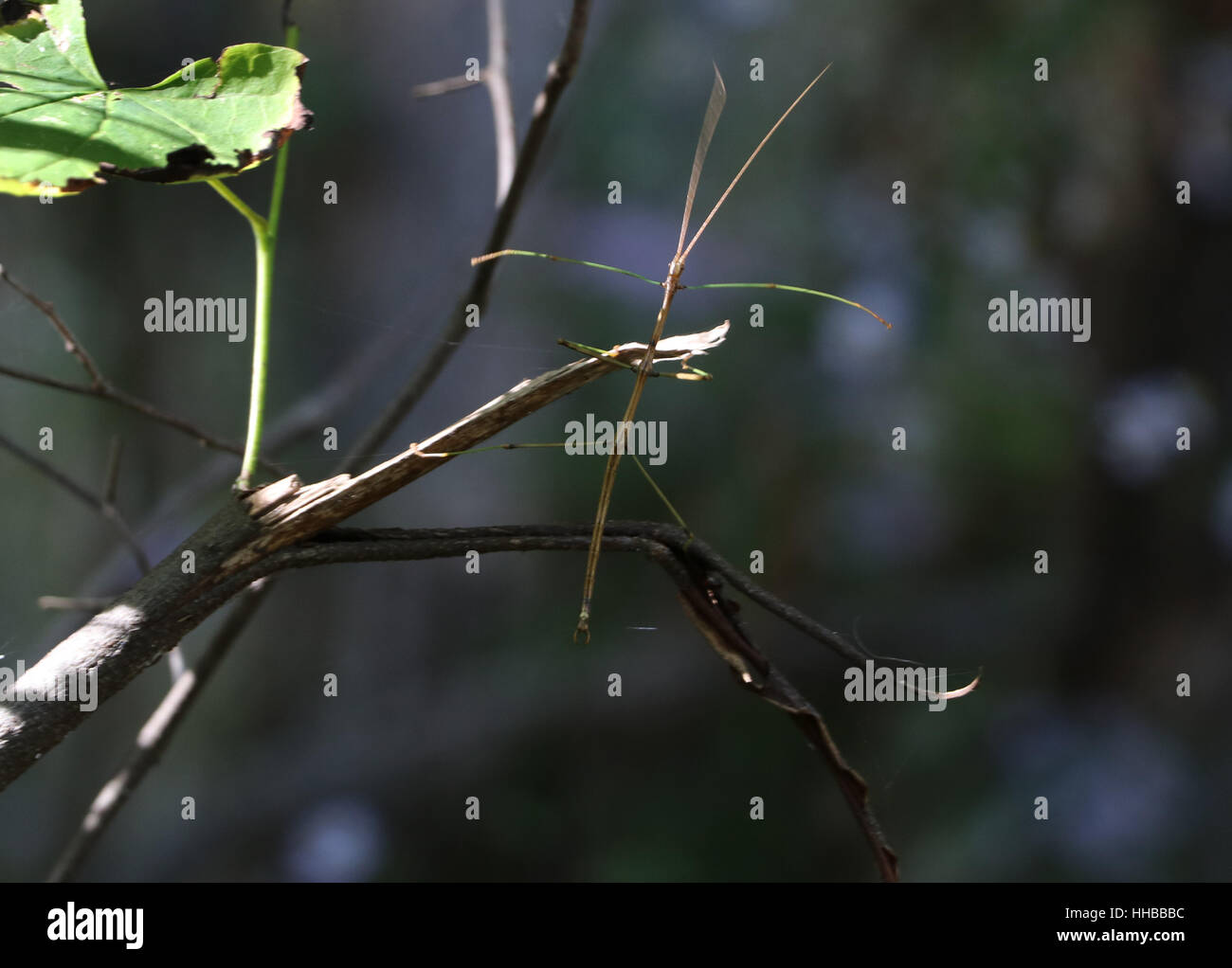 Walking stick insect camouflage hidden wildlife hi-res stock ...