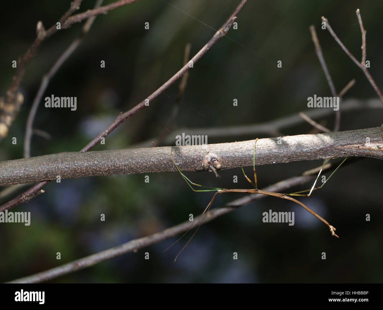 Walking stick insect camouflage hidden wildlife hi-res stock ...