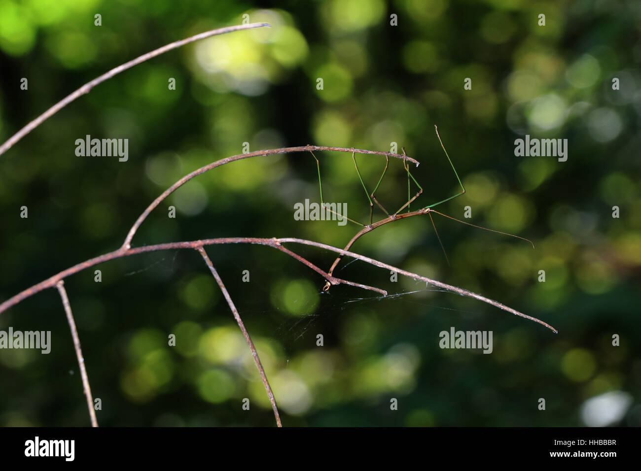 Walking Stick Insect Camouflage