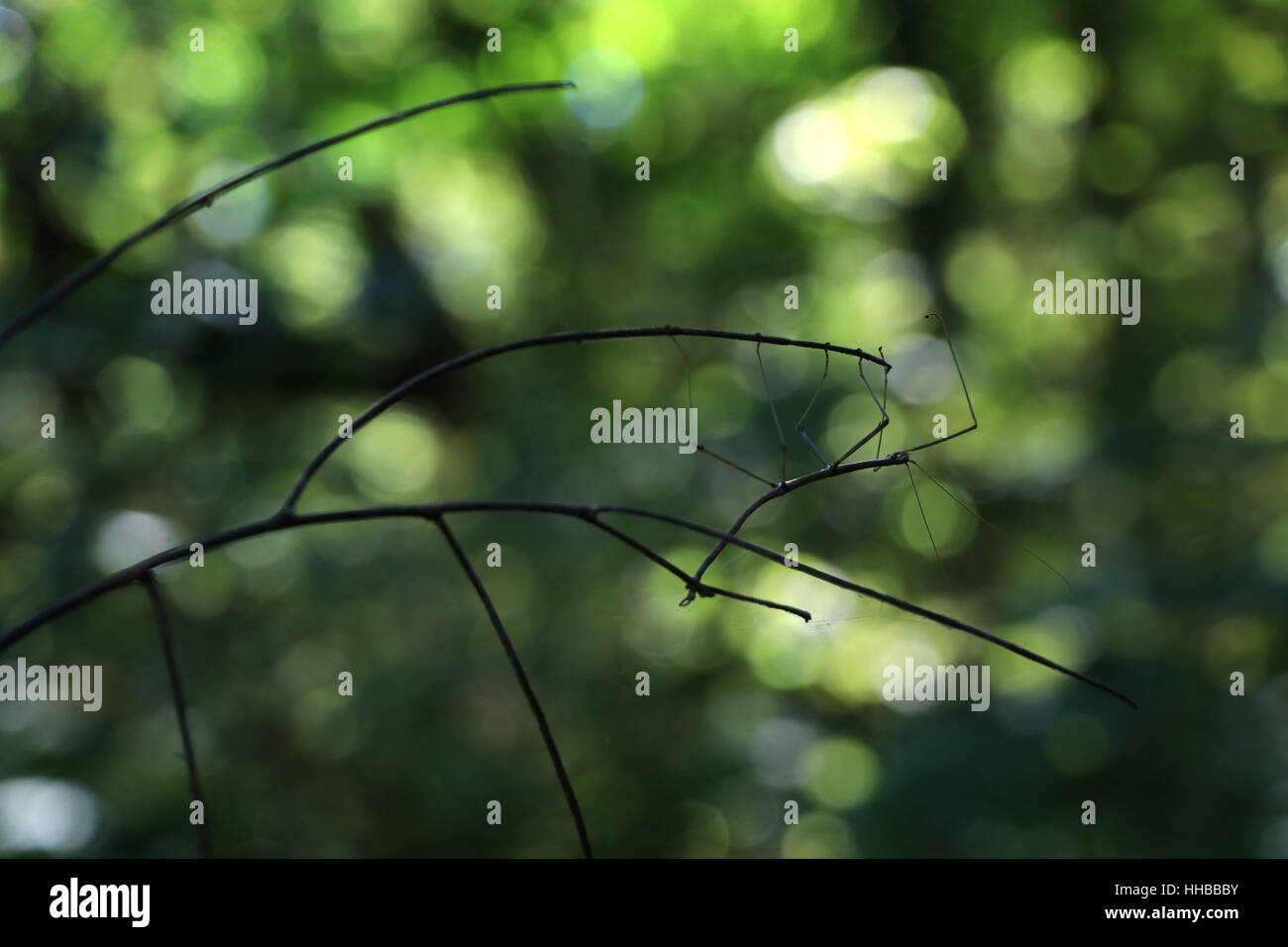 Walking stick insect camouflage hidden wildlife hi-res stock ...