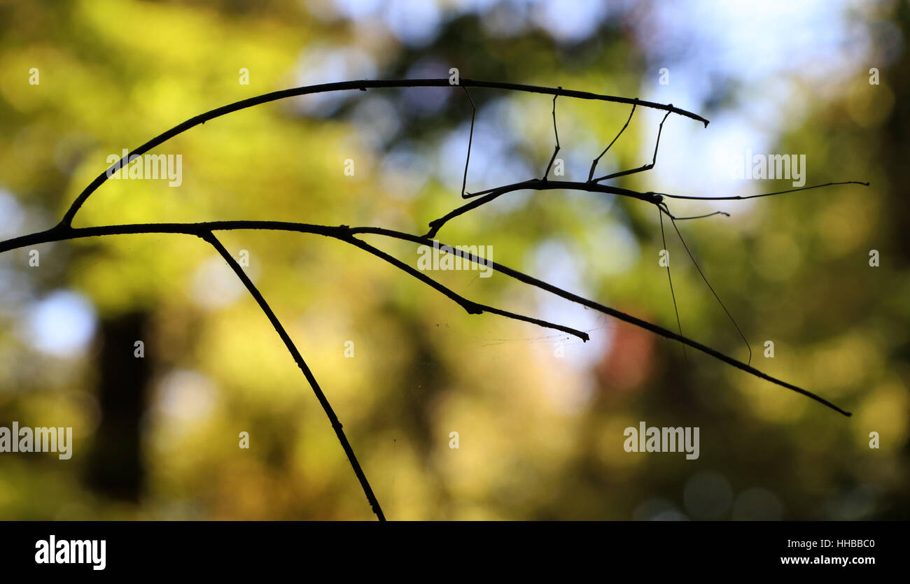 Walking stick insect camouflage hidden wildlife hi-res stock ...