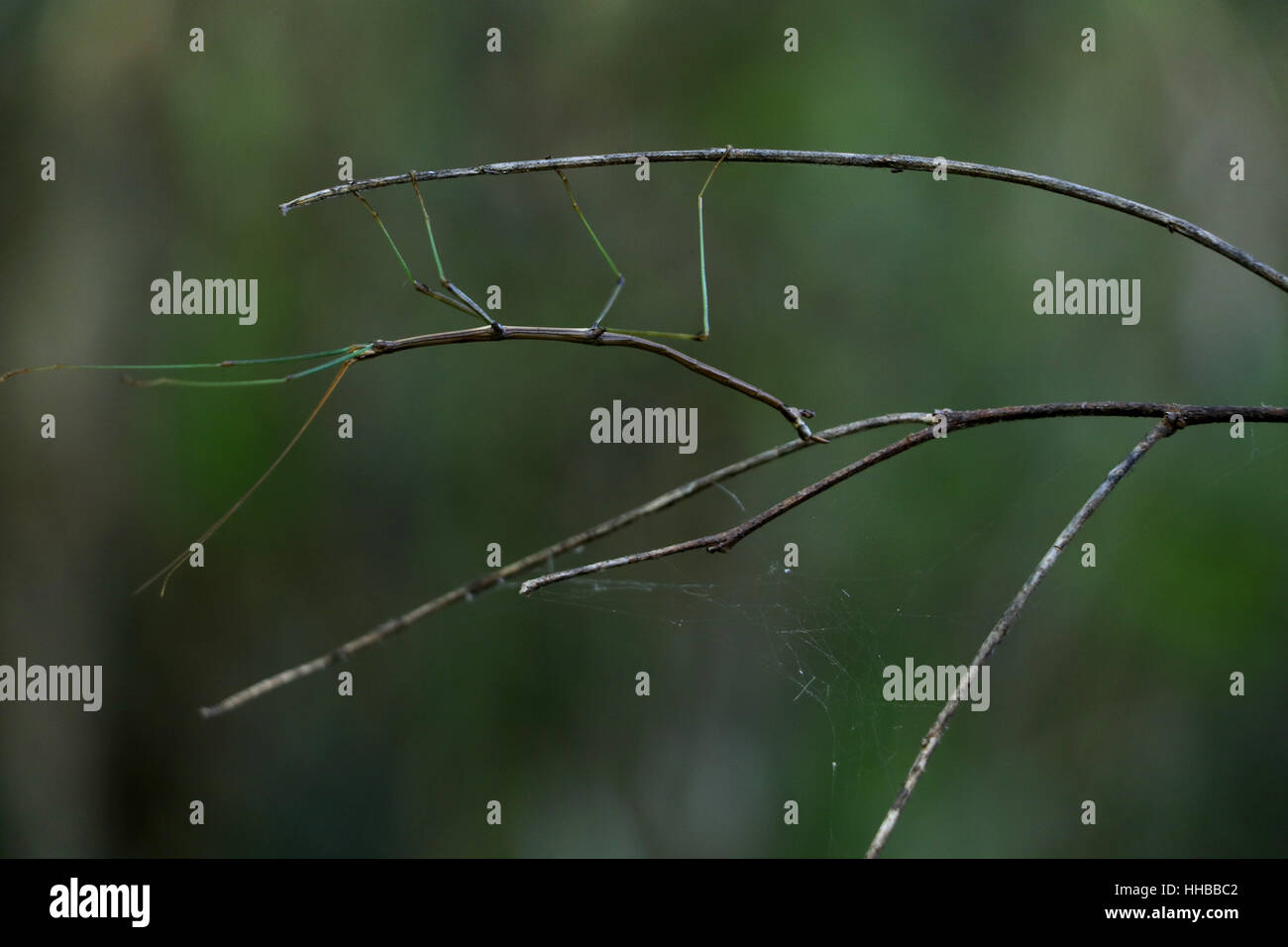 Walking stick insect hi-res stock photography and images - Alamy