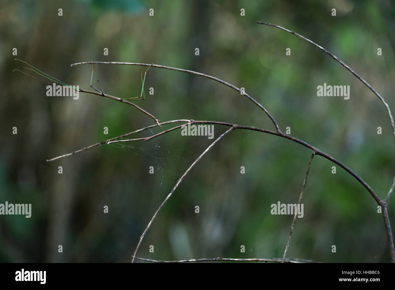 Walking stick insect camouflage hidden wildlife hi-res stock ...