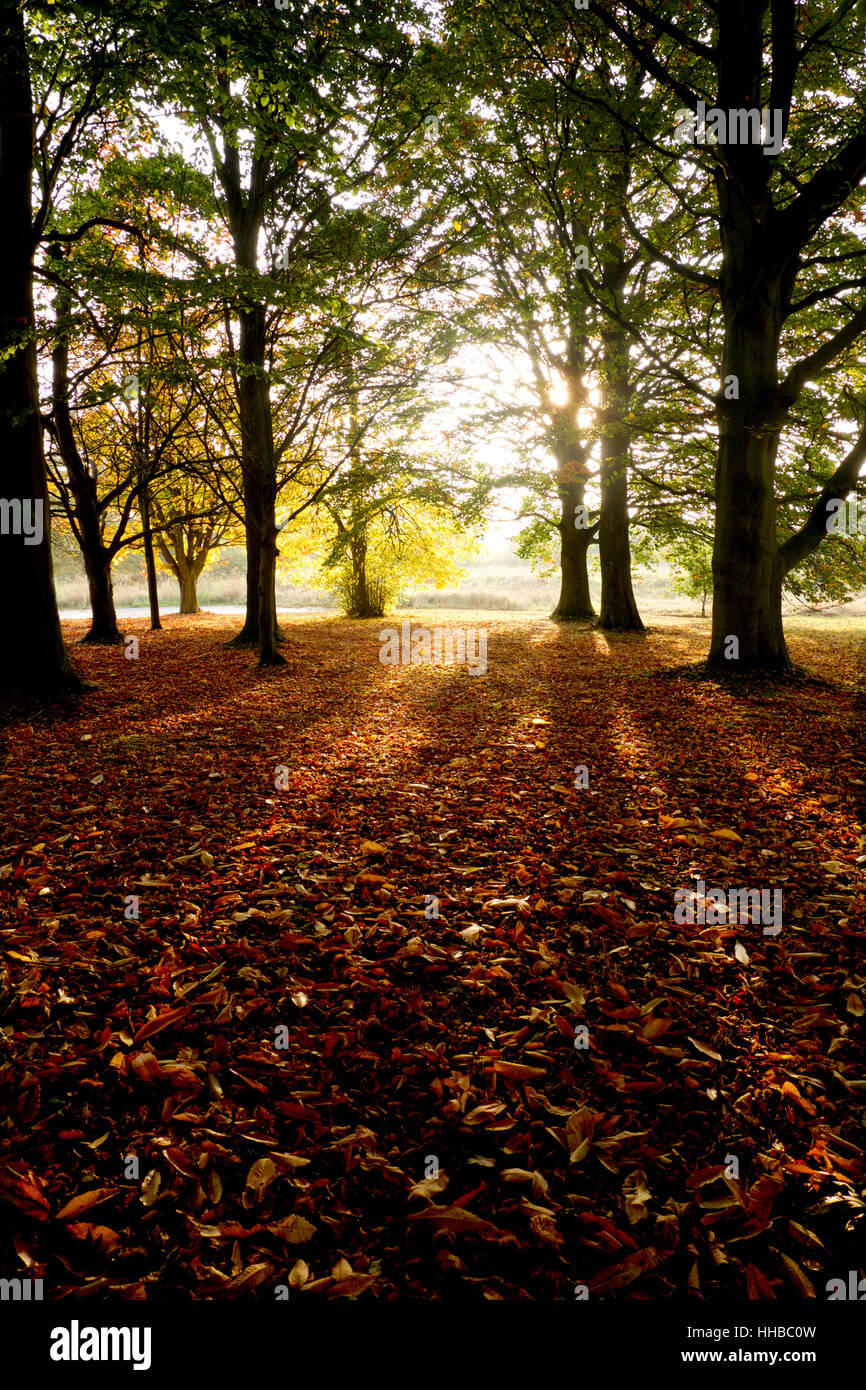 Shafts of sun light hi-res stock photography and images - Alamy