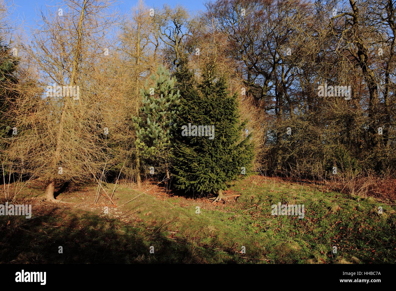 English winter woodland with deciduous trees and evergreen pines and ...