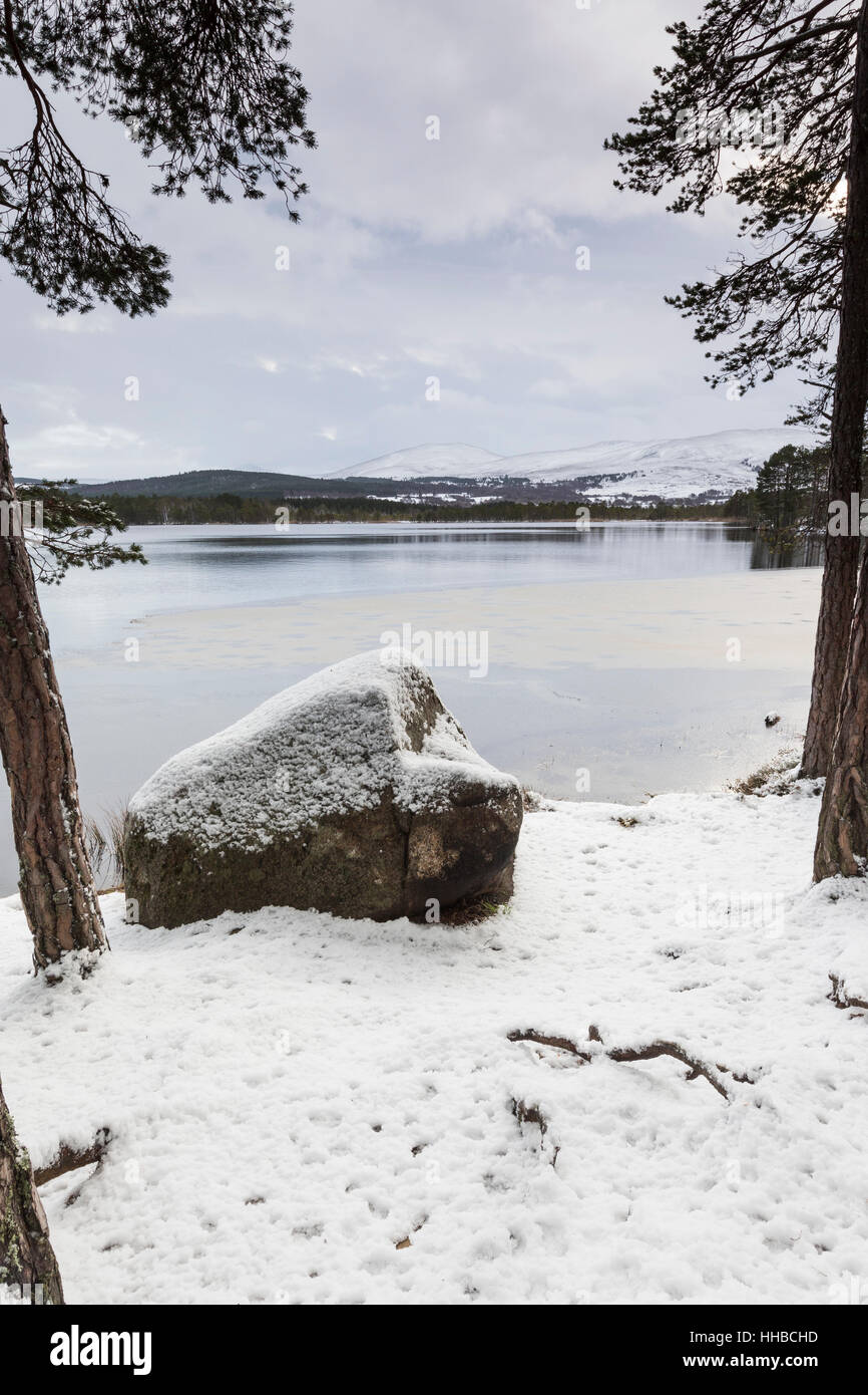 Winter at Loch Garten in Scotland Stock Photo - Alamy