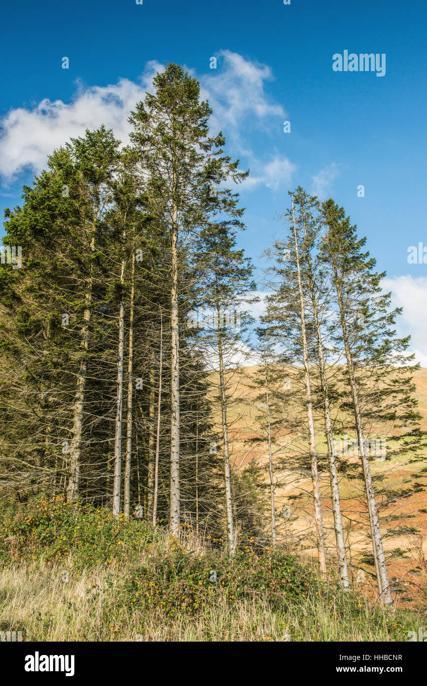 Tall Pines trees at the very top of the Garw Valley near Blaengarw in ...