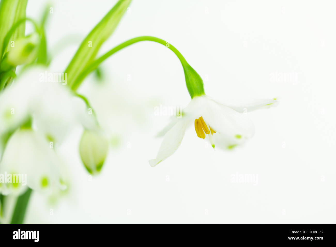 Spring Snowflakes leucojum flowers, a small bulb in the Amaryllis ...