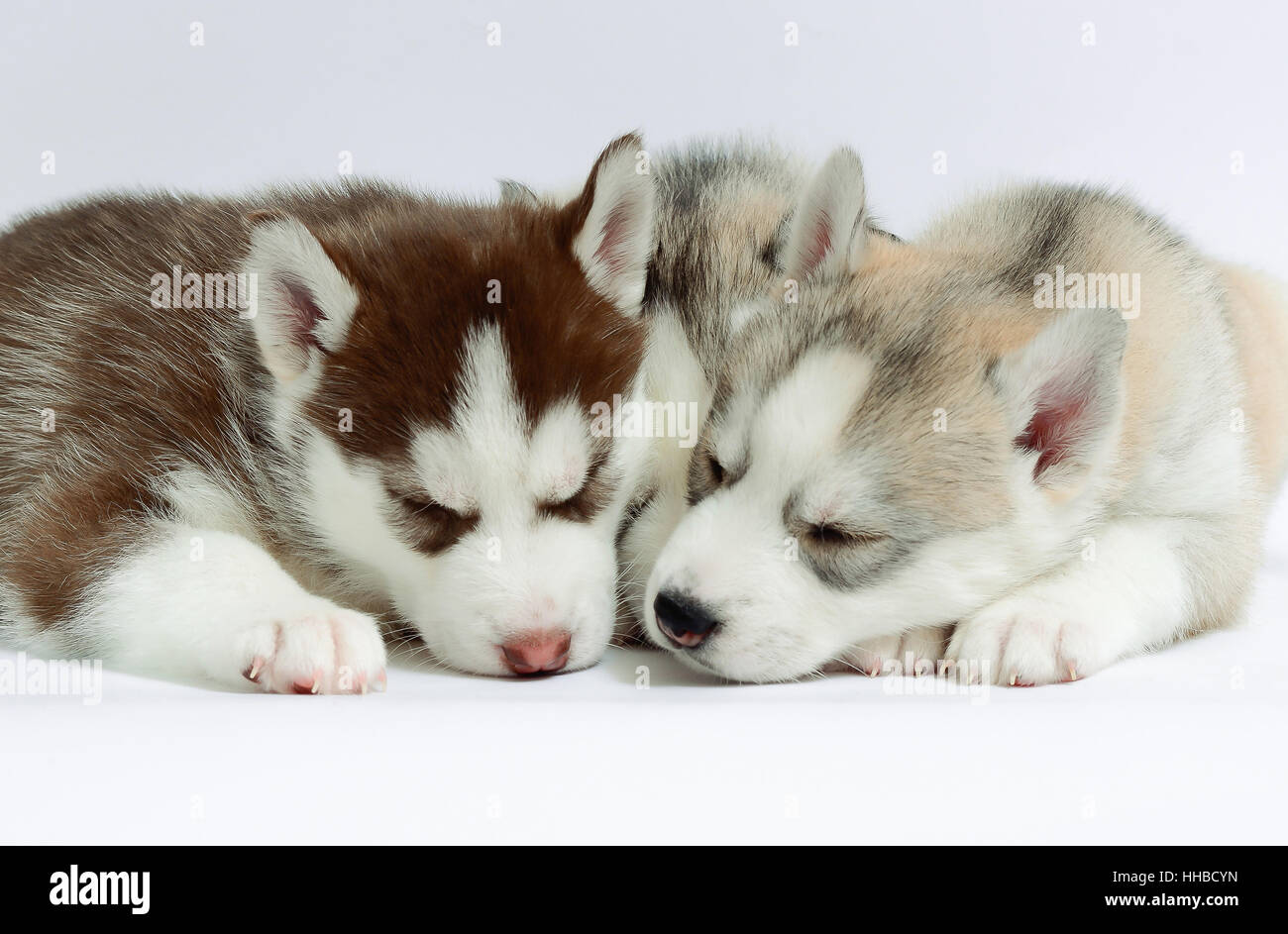 Sleeping Husky Puppy