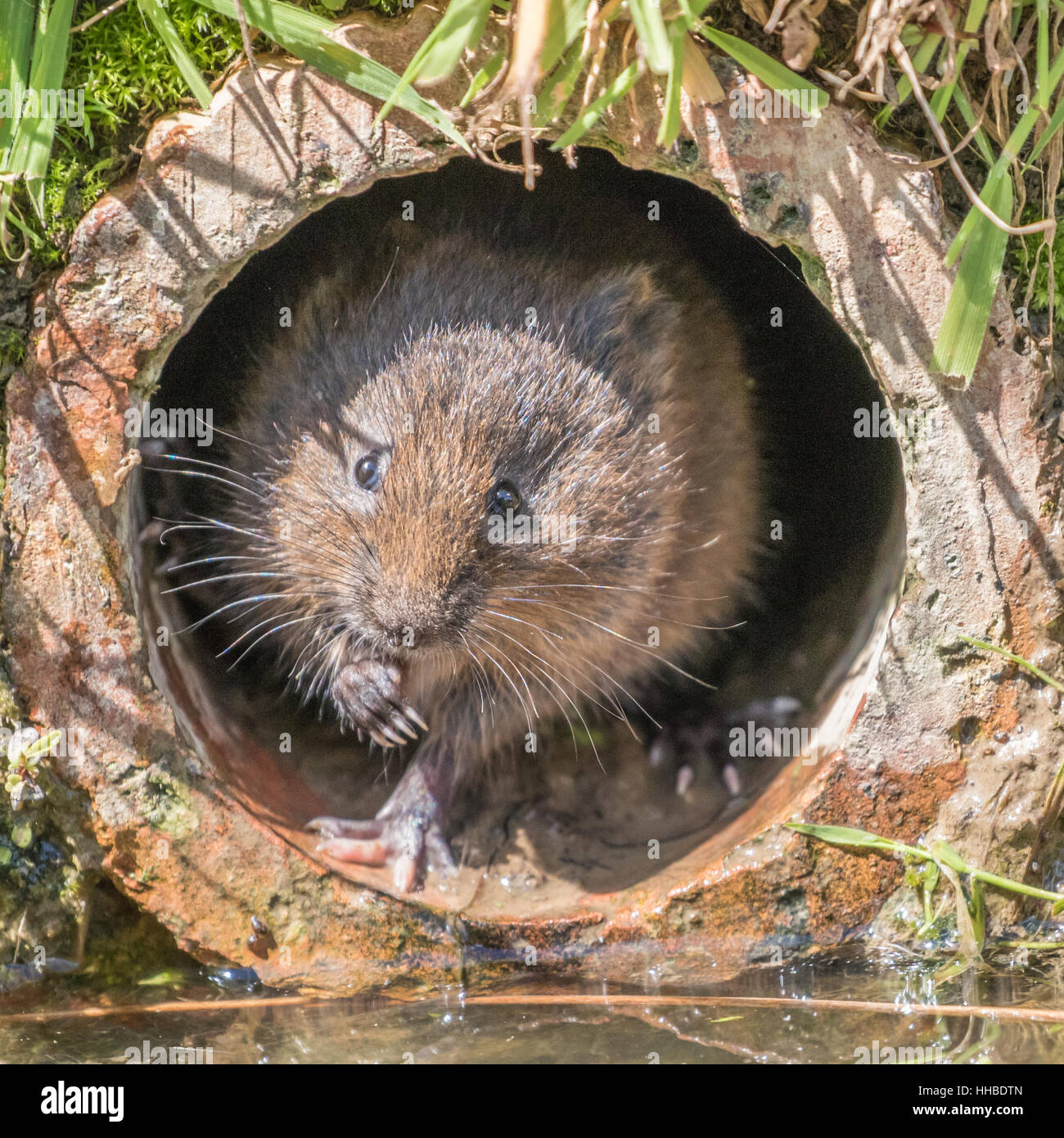 Vole eating grass hi-res stock photography and images - Alamy