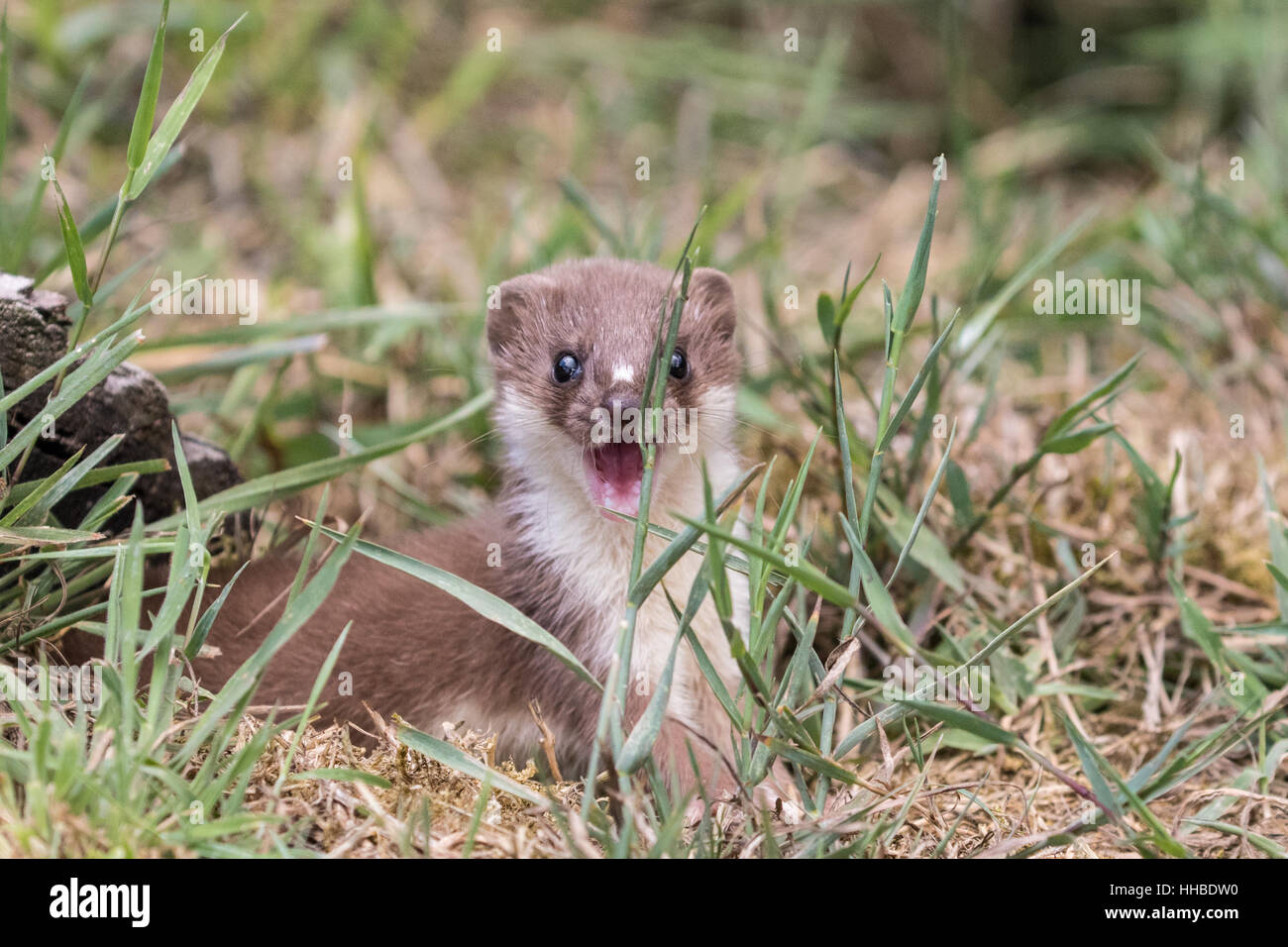 Weasel uk hi-res stock photography and images - Alamy