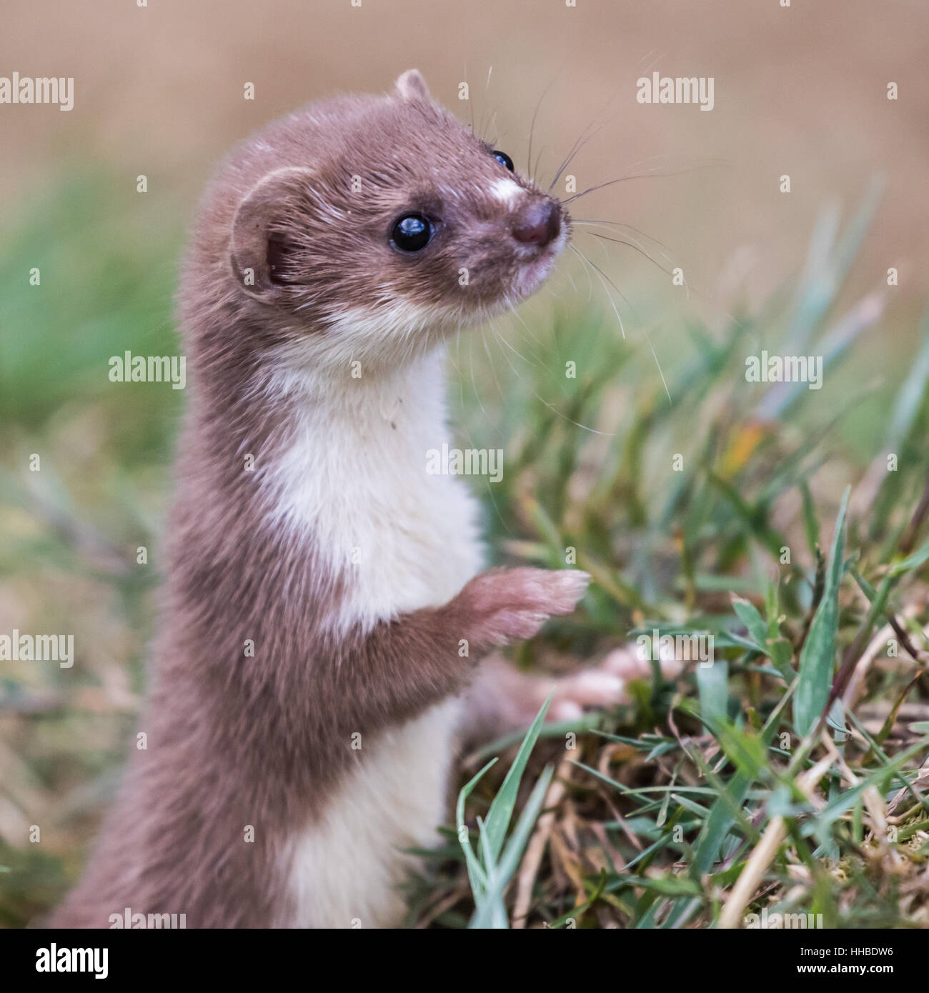 Stoat ( Mustela erminea ) close up Stock Photo - Alamy
