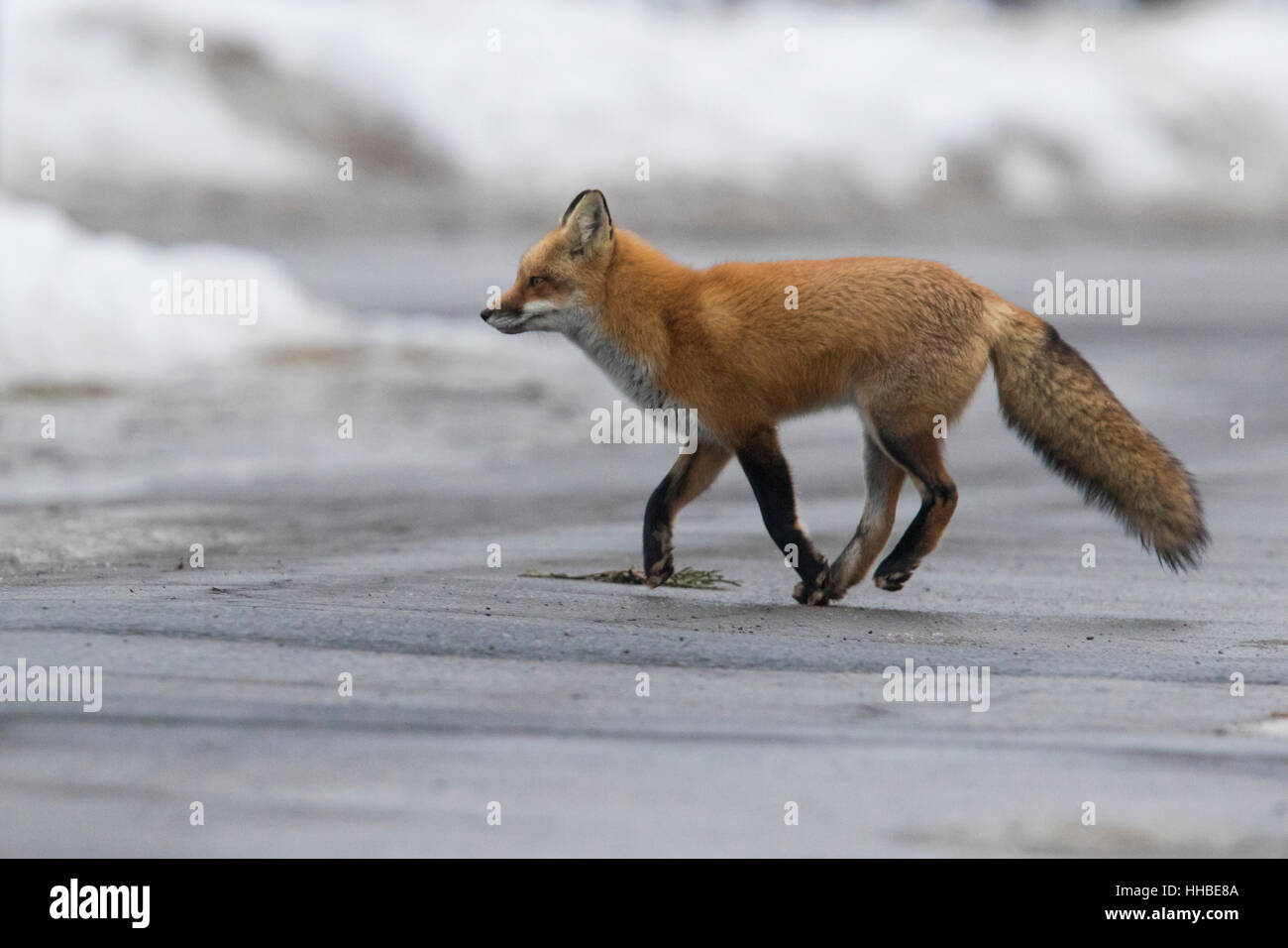 A wild red fox in winter Stock Photo - Alamy