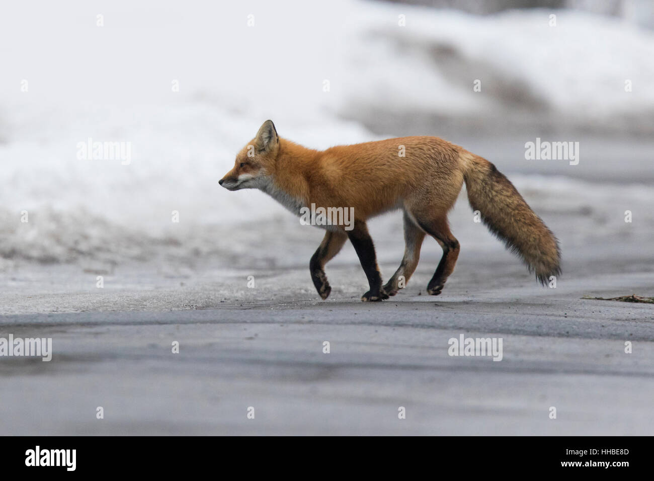 A wild red fox in winter Stock Photo - Alamy