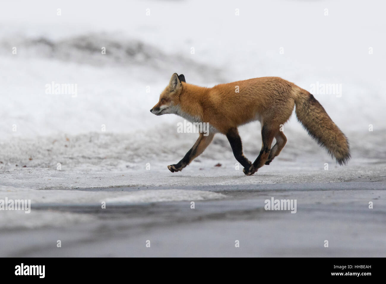 A wild red fox in winter Stock Photo - Alamy
