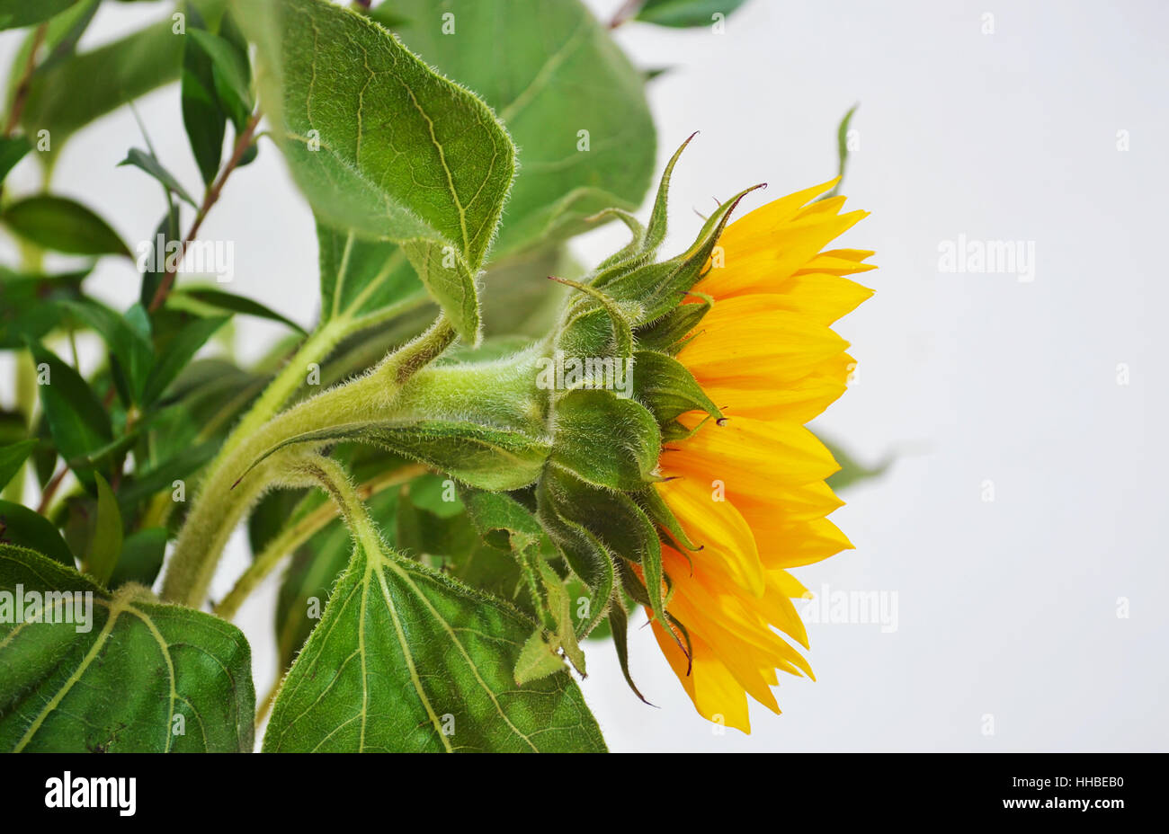 Helios flower hi-res stock photography and images - Alamy